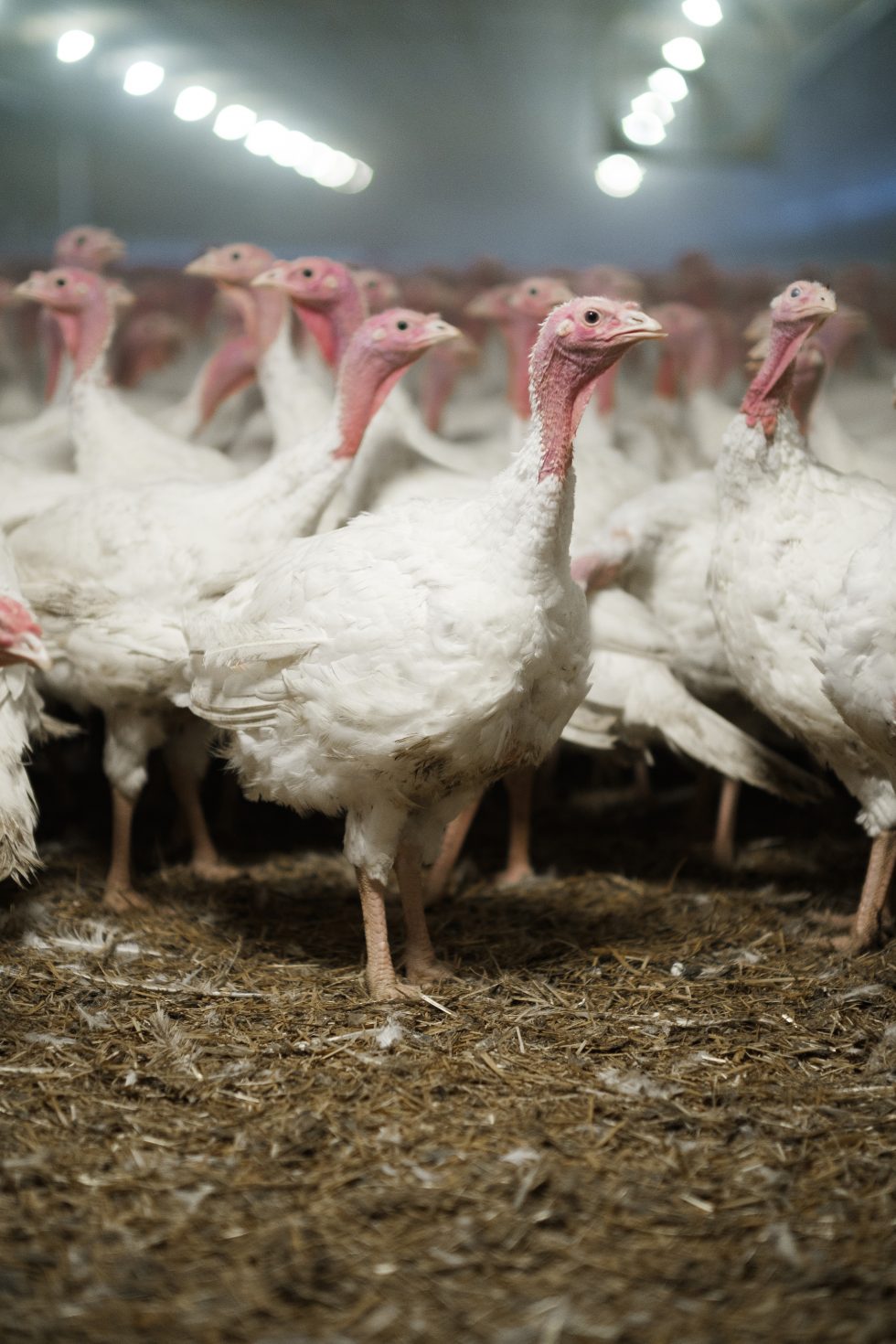 Small-Scale Grower Program - Turkey Farmers of Ontario